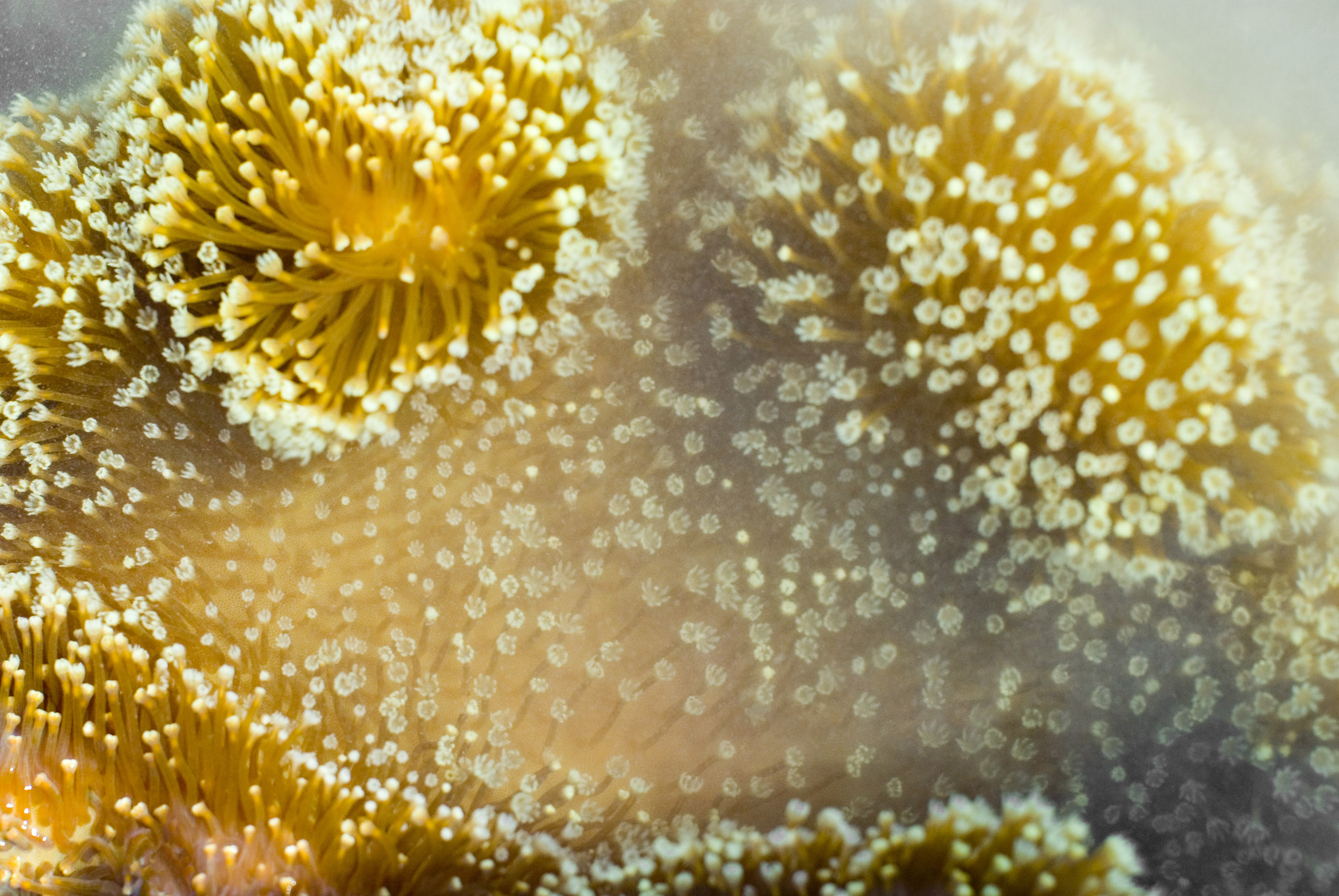 leather coral macro | Free backgrounds and textures | Cr103.com