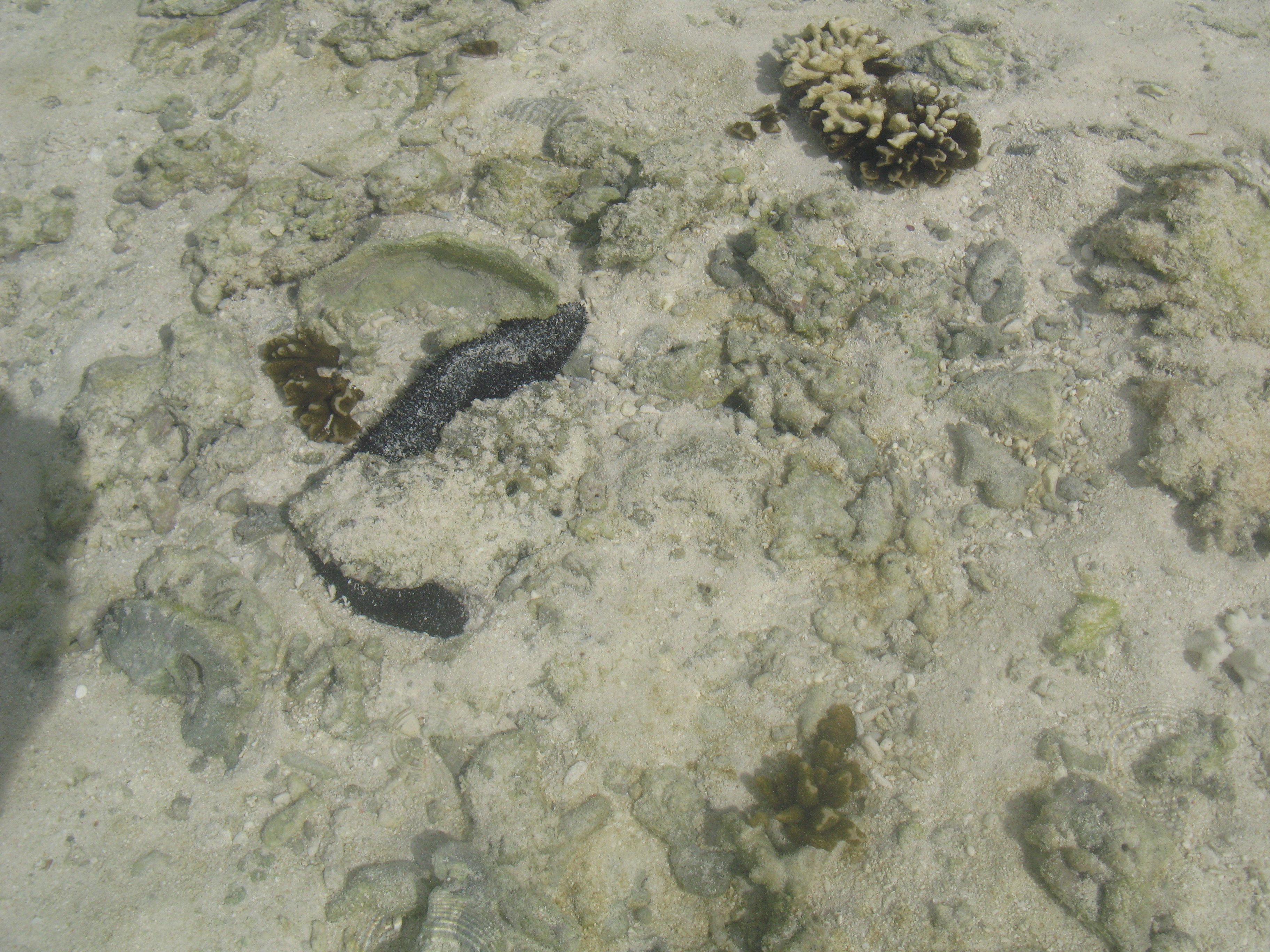 sea cucumber | Free backgrounds and textures | Cr103.com