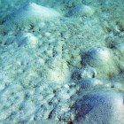 sea cucumber | Free backgrounds and textures | Cr103.com